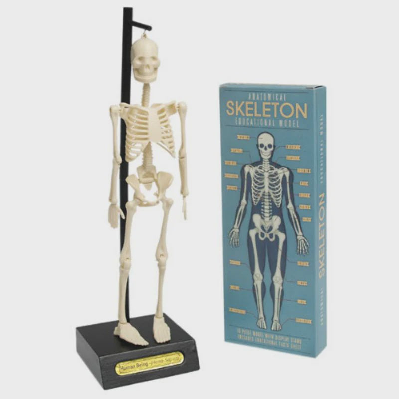 Anatomical Skeleton Educational Model – Tawa Books & Post